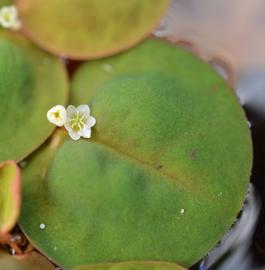 Phyllanthus | Aquarium and Pond Plants of the World E3