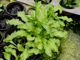 Samolus | Aquarium and Pond Plants of the World E3