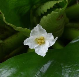 Trapa | Aquarium and Pond Plants of the World E3