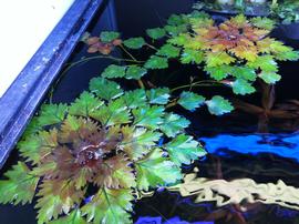 Trapa | Aquarium and Pond Plants of the World E3