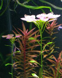Trapa | Aquarium and Pond Plants of the World E3