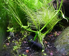 Trapa | Aquarium and Pond Plants of the World E3