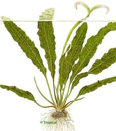 Aponogeton | Aquarium and Pond Plants of the World E3