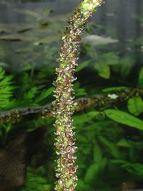 Aponogeton | Aquarium and Pond Plants of the World E3