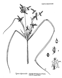 Cyperus | Aquarium and Pond Plants of the World E3