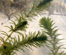 Hydrilla | Aquarium and Pond Plants of the World E3