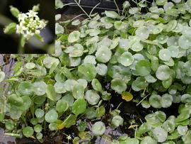 Hydrocotyle | Aquarium and Pond Plants of the World E3