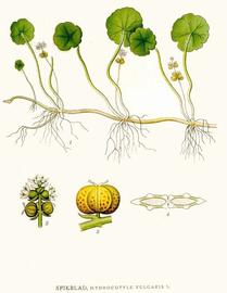 Hydrocotyle | Aquarium and Pond Plants of the World E3