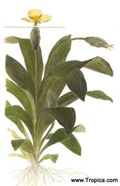 Ottelia | Aquarium and Pond Plants of the World E3