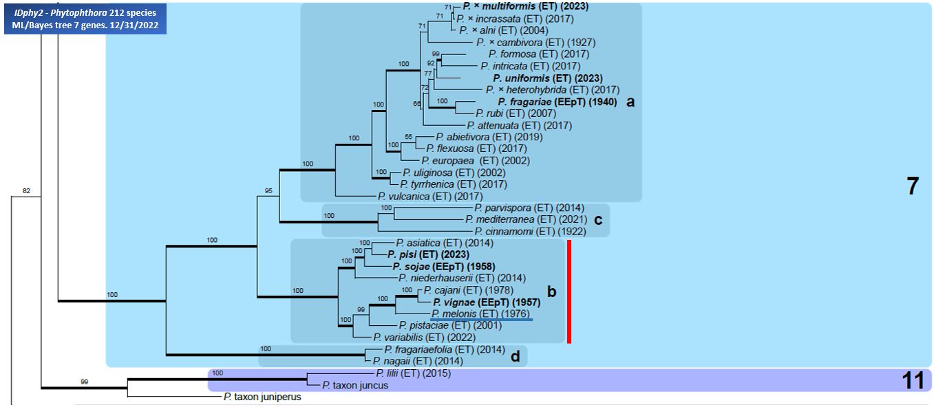 Phytophthora melonis | IDphy
