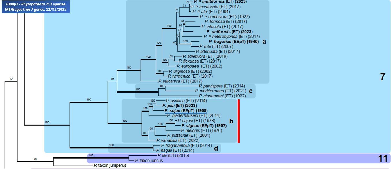 Phytophthora sojae (in progress - Abad et al. 2023b) | IDphy