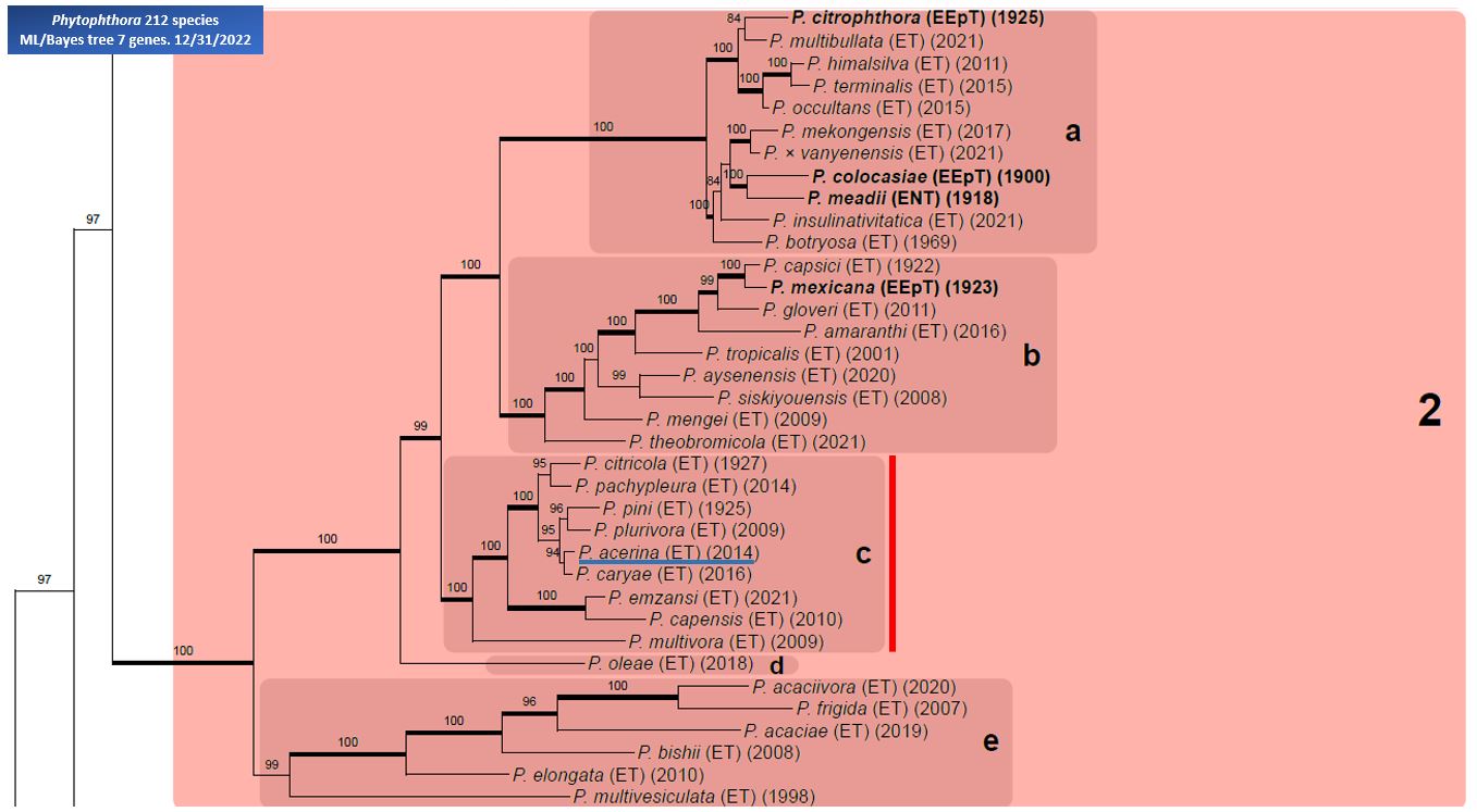 Phytophthora acerina | IDphy