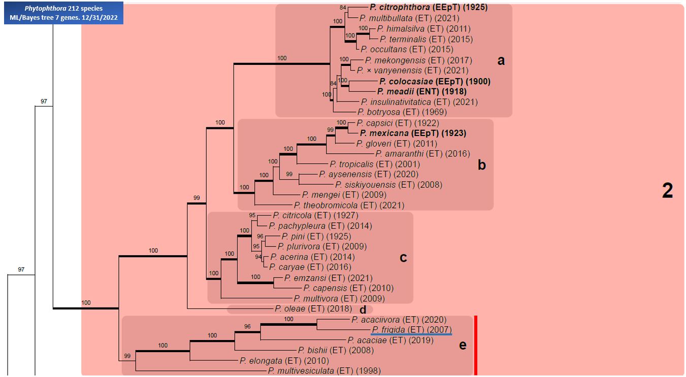 Phytophthora frigida | IDphy
