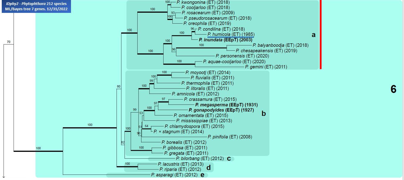 Phytophthora humicola | IDphy