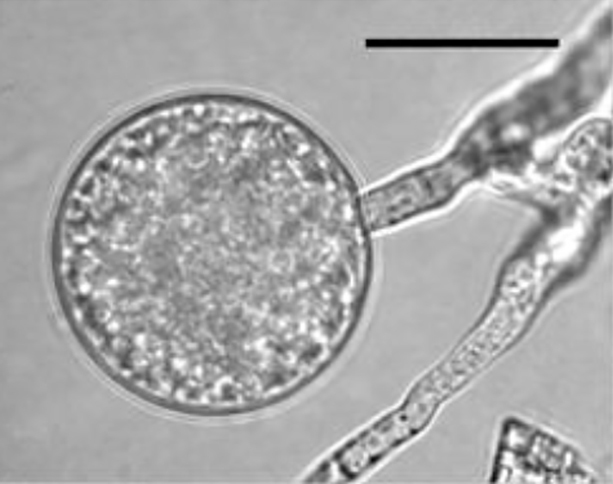 Phytophthora chlamydospora | IDphy