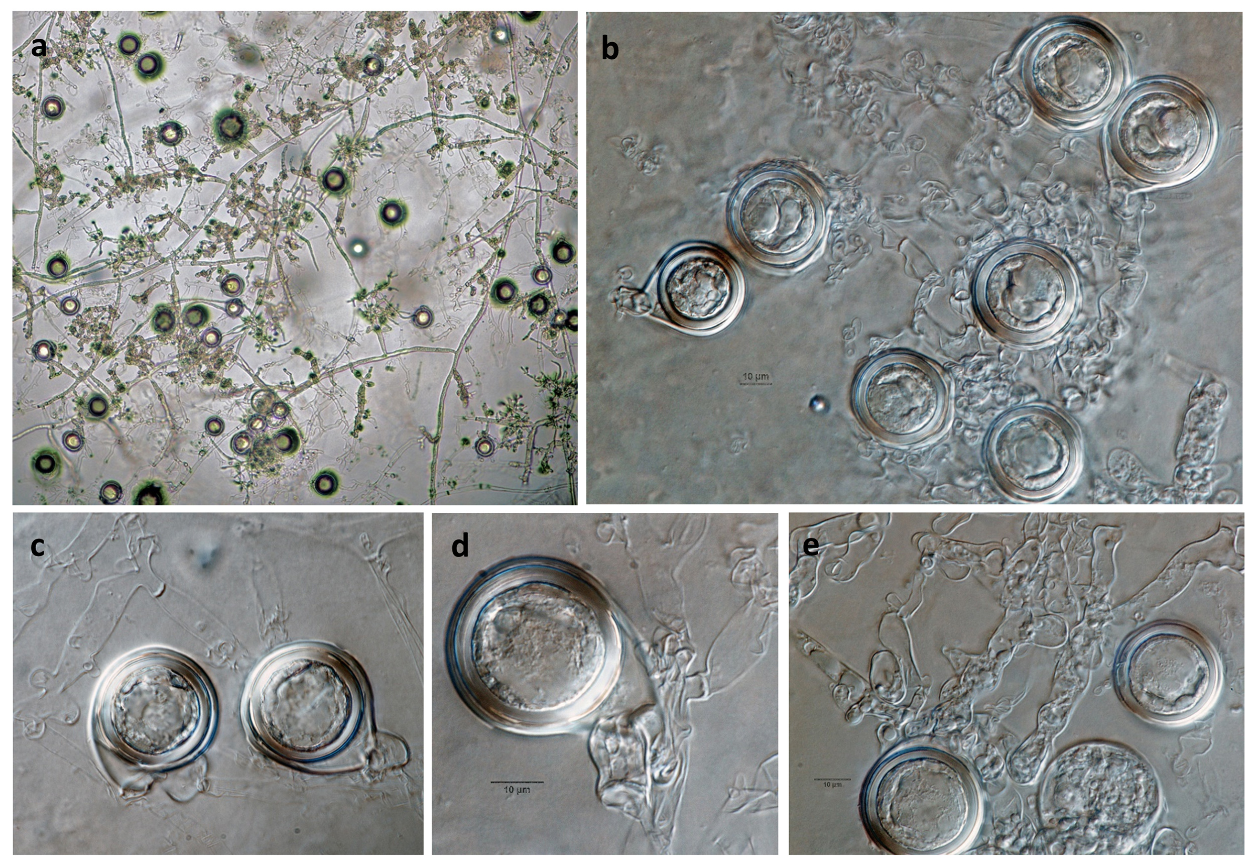 Phytophthora foliorum | IDphy
