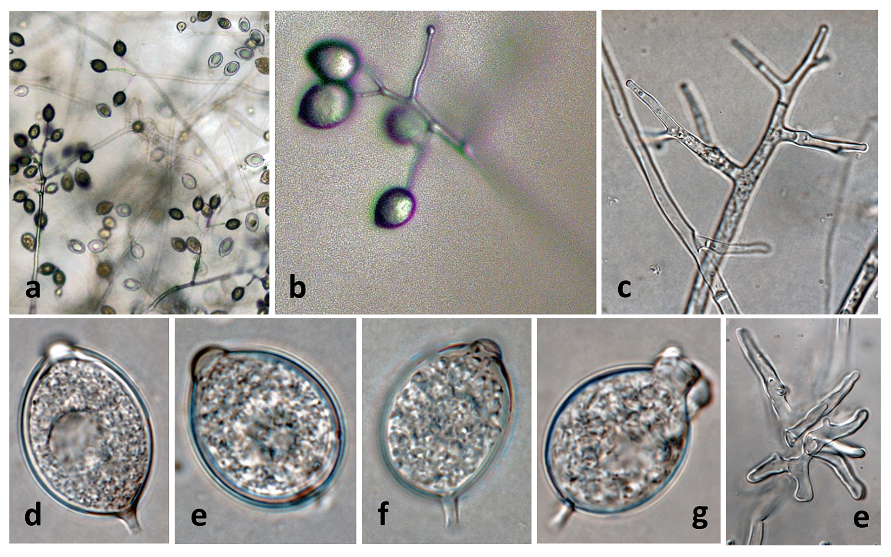 Phytophthora litchii (in progress - Abad et al. 2023b) | IDphy
