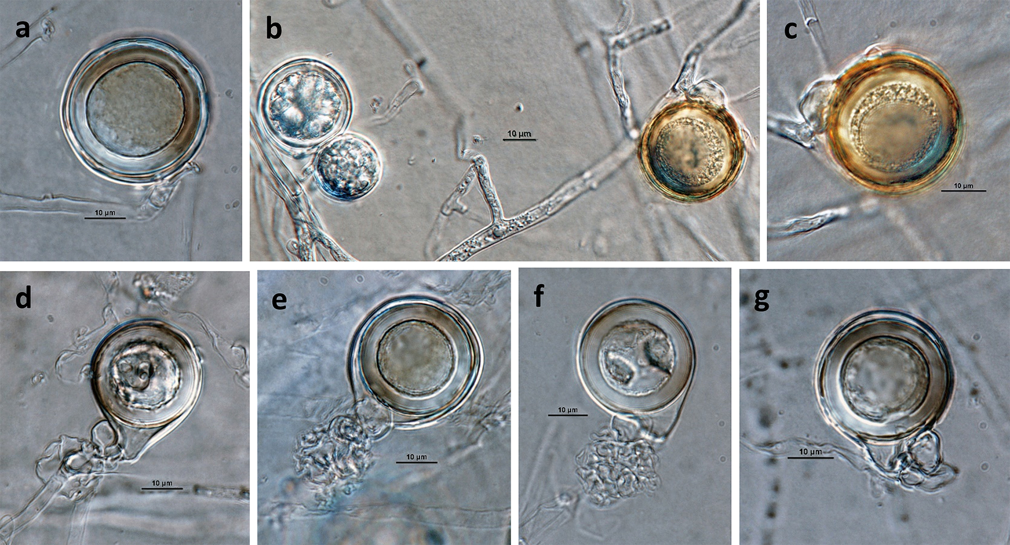 Phytophthora pachypleura | IDphy