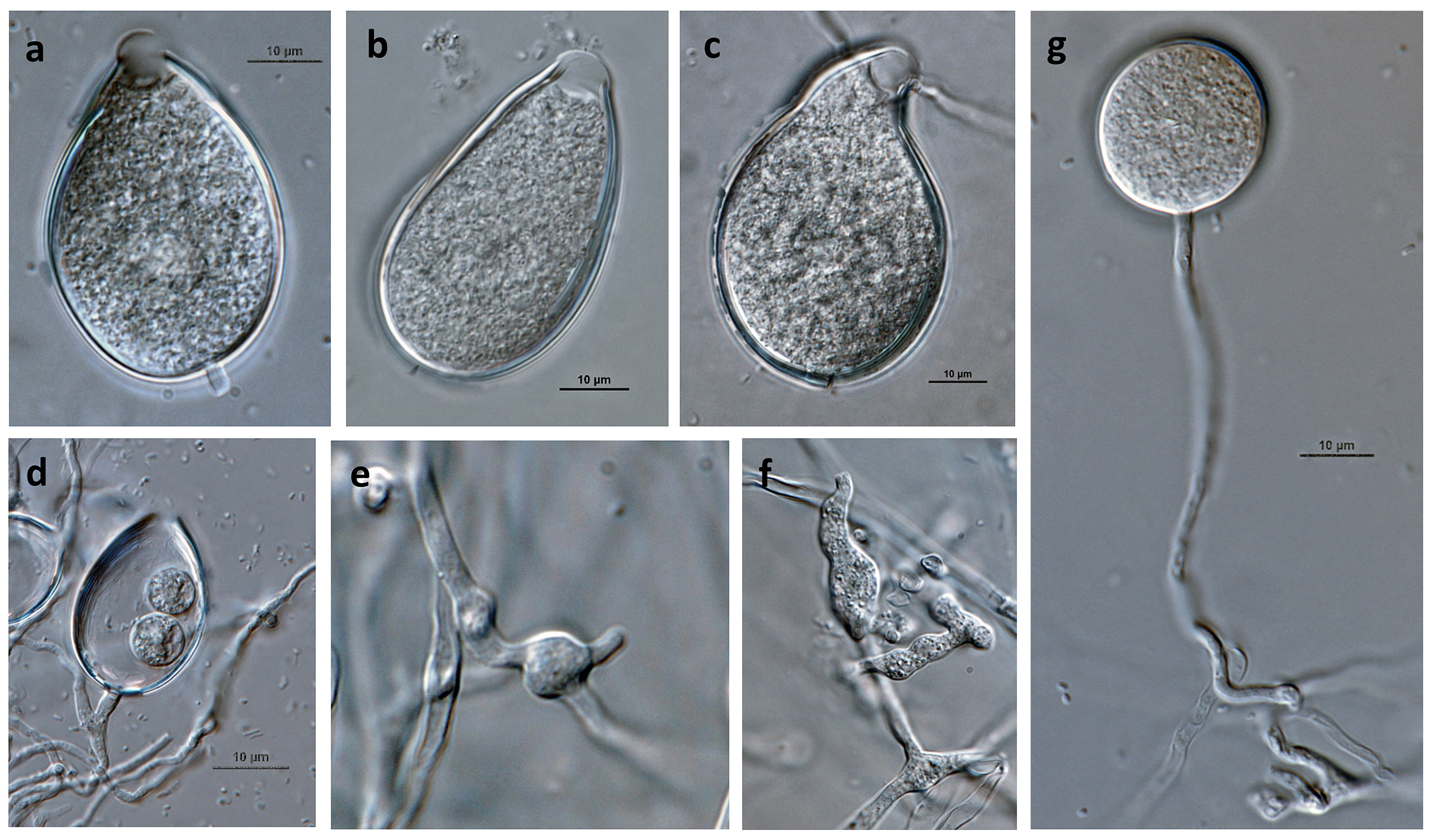 Phytophthora tentaculata | IDphy