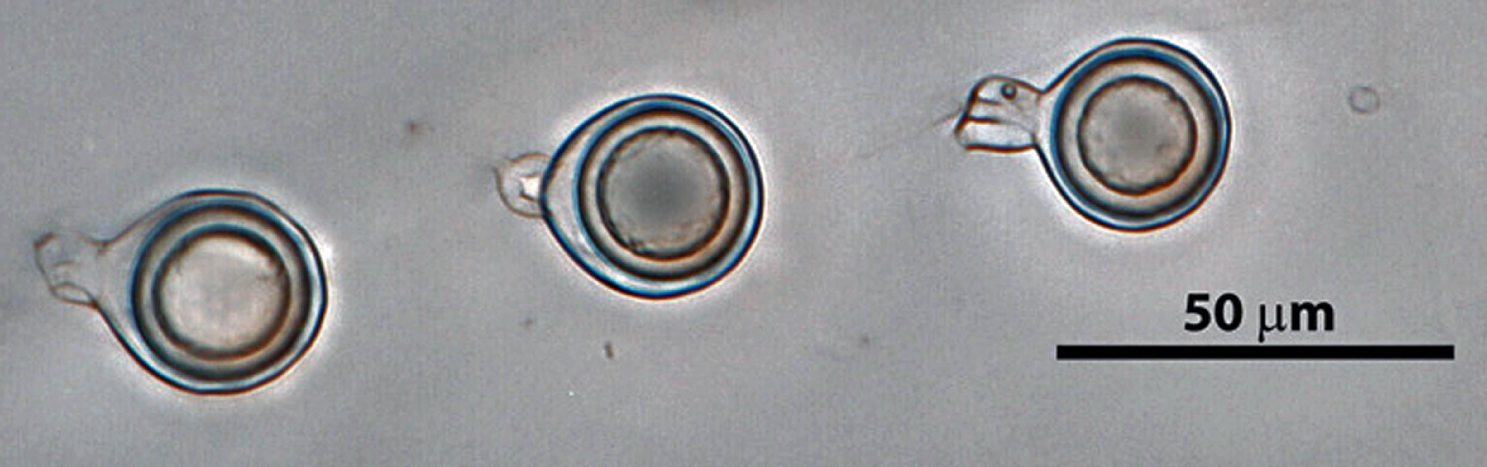 Phytophthora heveae | IDphy