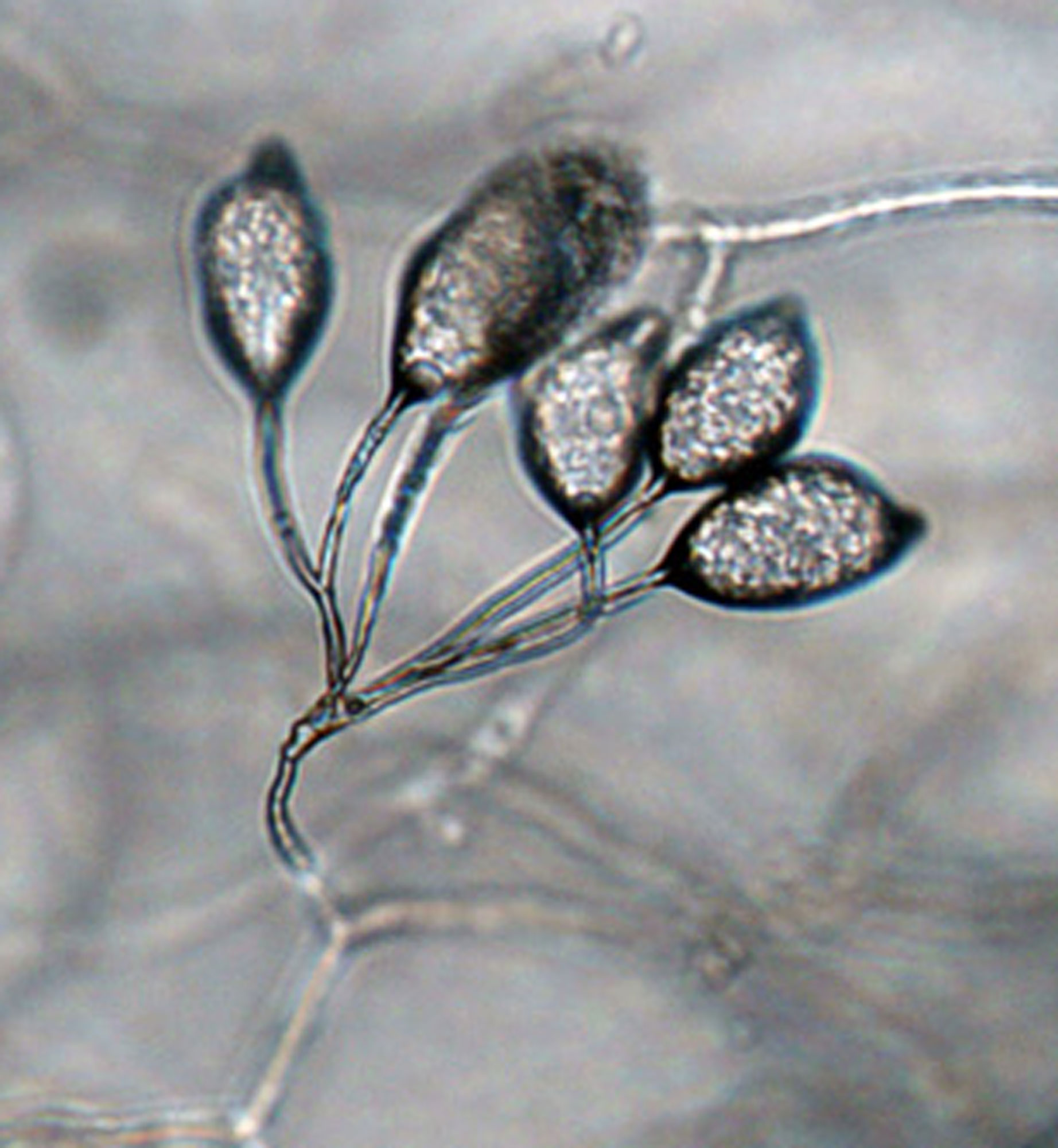 Phytophthora morindae | IDphy