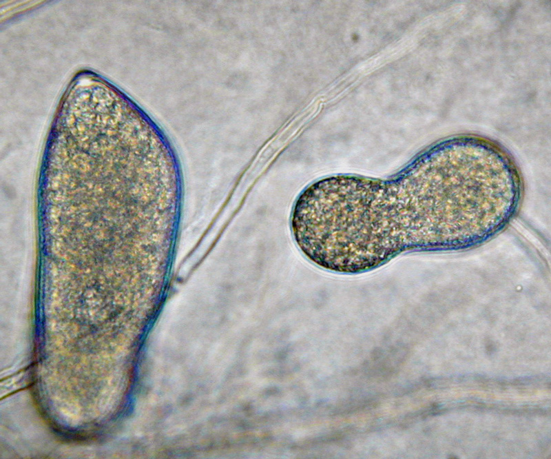 Phytophthora Nicotianae To Be Redescribed 2022 Idphy