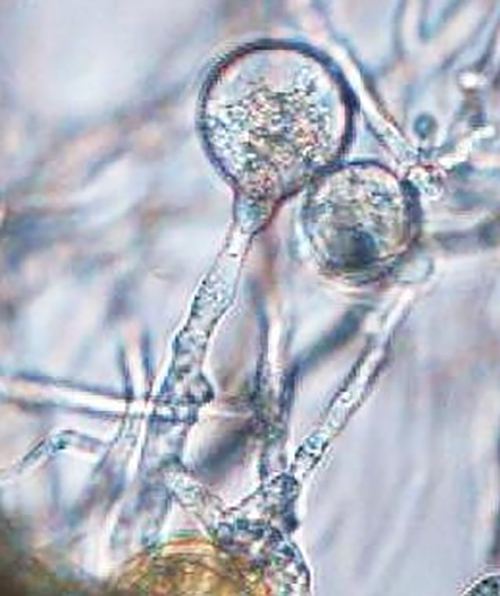 Phytophthora fragariaefolia | IDphy