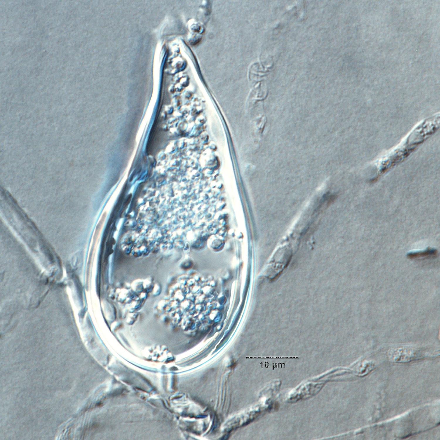 Phytophthora quercina | IDphy