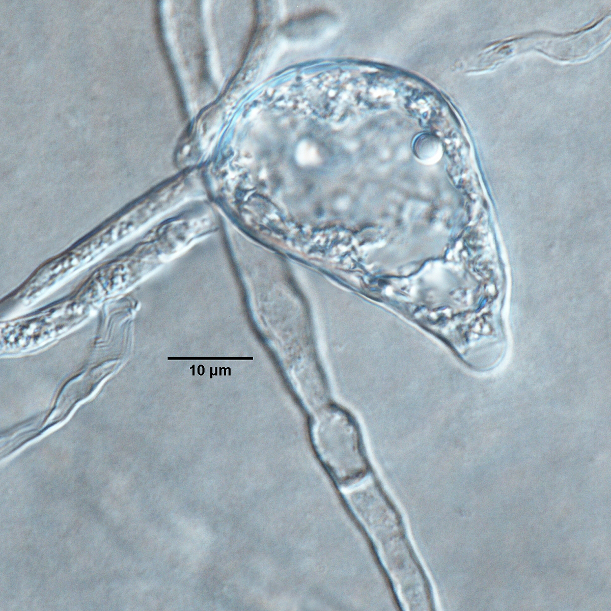 Phytophthora quercina | IDphy