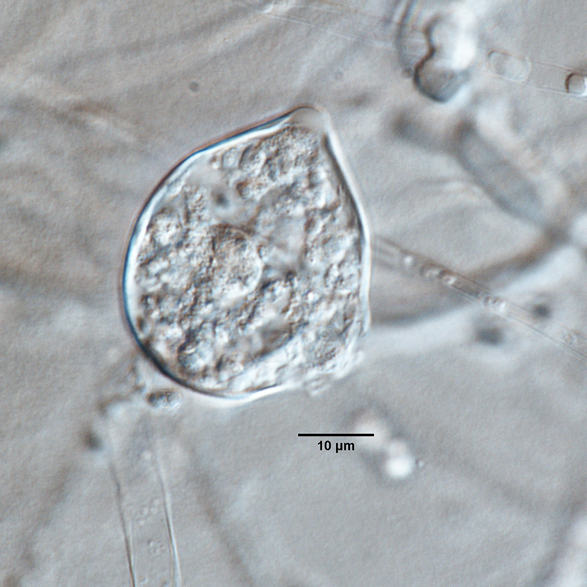 Phytophthora quercina | IDphy