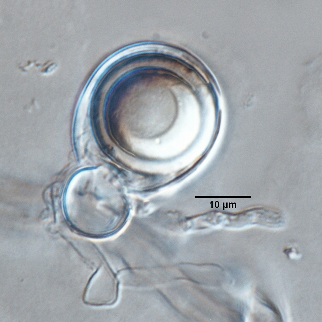 Phytophthora sojae (to be redescribed 2022) | IDphy