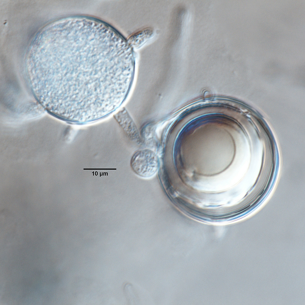 Phytophthora sojae (in progress - Abad et al. 2023b) | IDphy