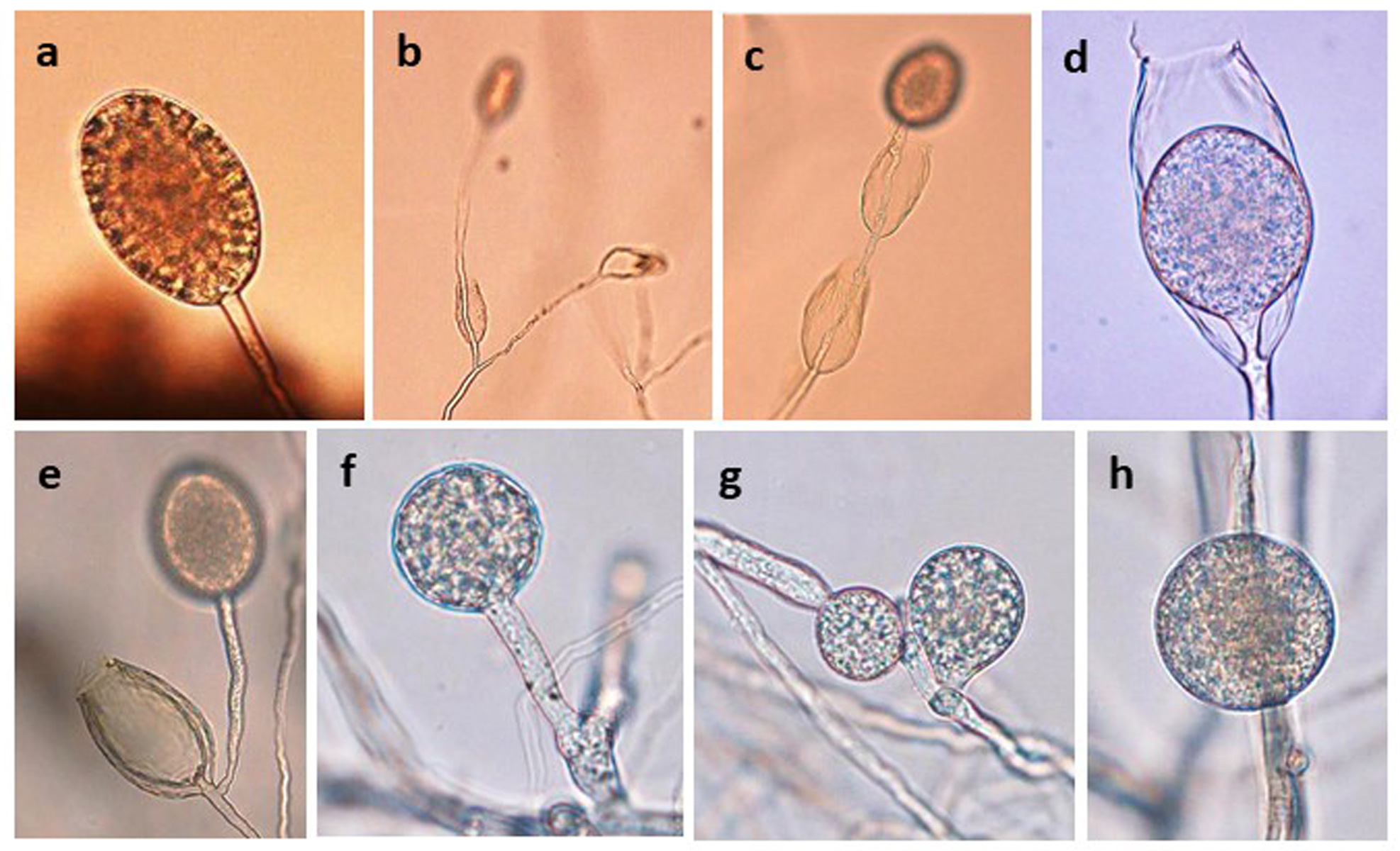 Phytophthora nagaii | IDphy