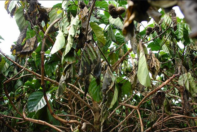 Phytophthora morindae | IDphy