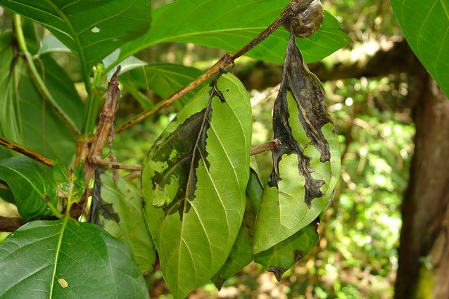 Phytophthora morindae | IDphy