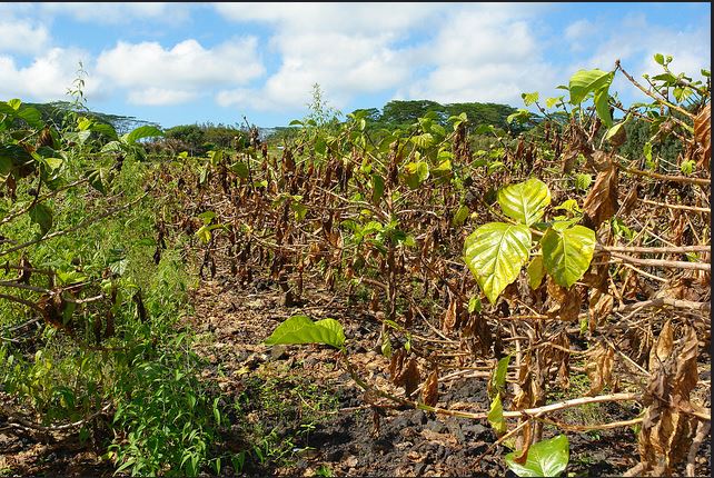 Phytophthora morindae | IDphy