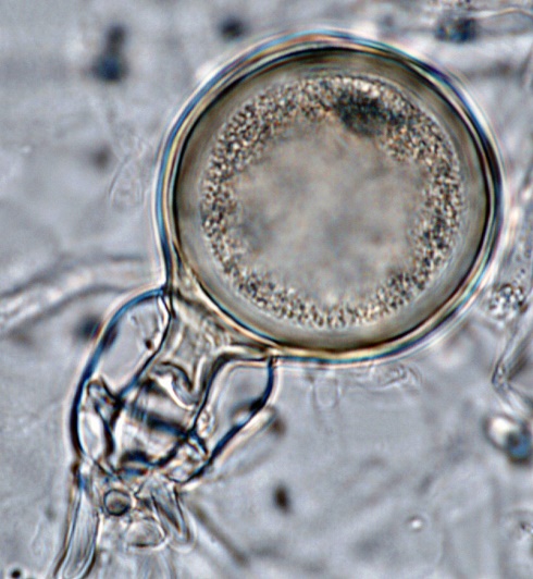 Phytophthora uniformis | IDphy