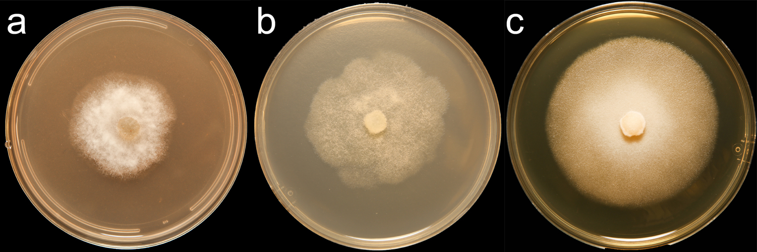 Phytophthora capsici | IDphy