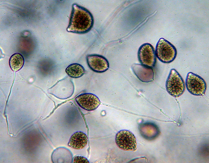 Phytophthora capsici | IDphy