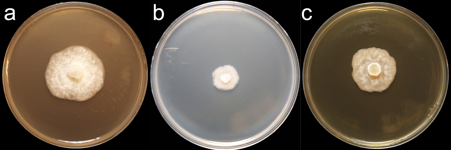 Phytophthora gallica | IDphy