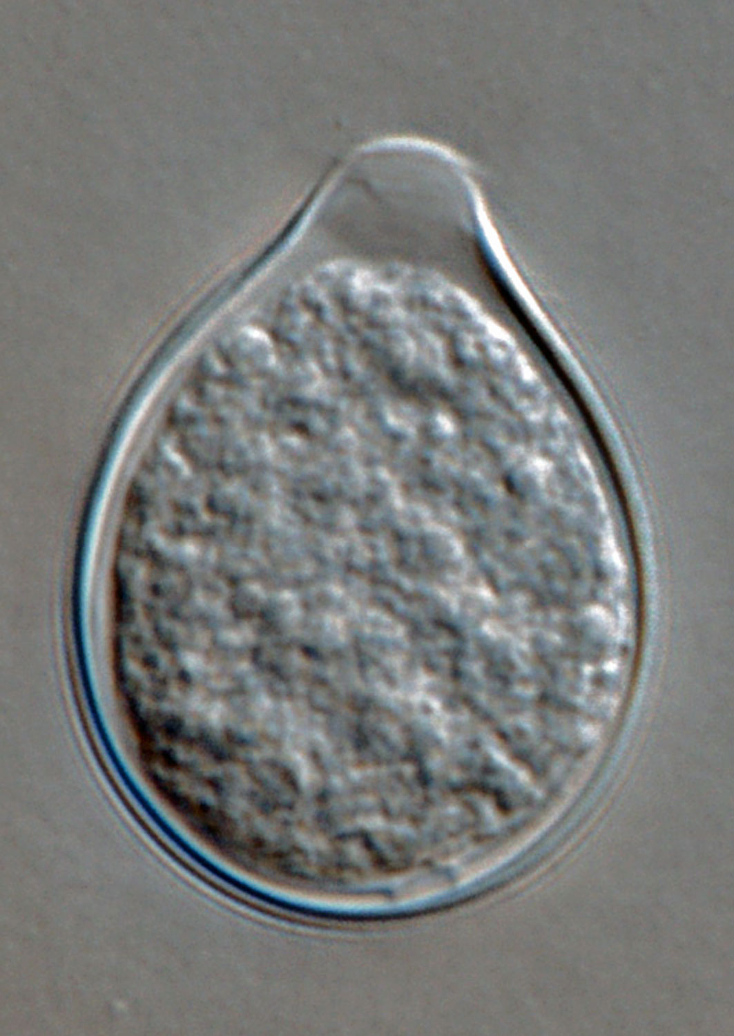 Phytophthora heveae | IDphy