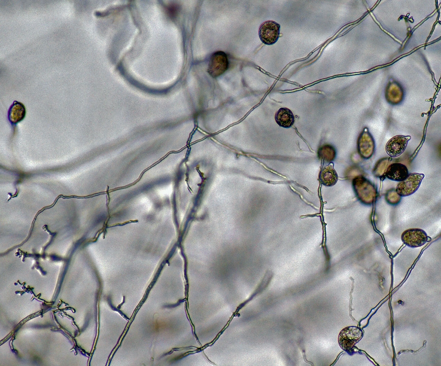 Phytophthora heveae | IDphy