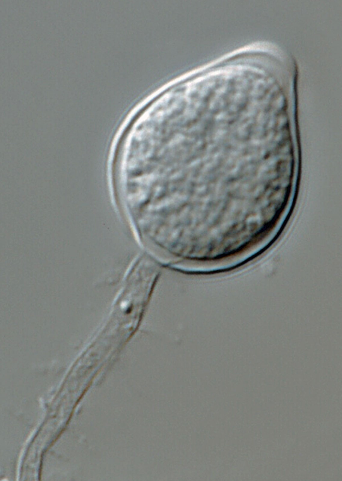 Phytophthora heveae | IDphy