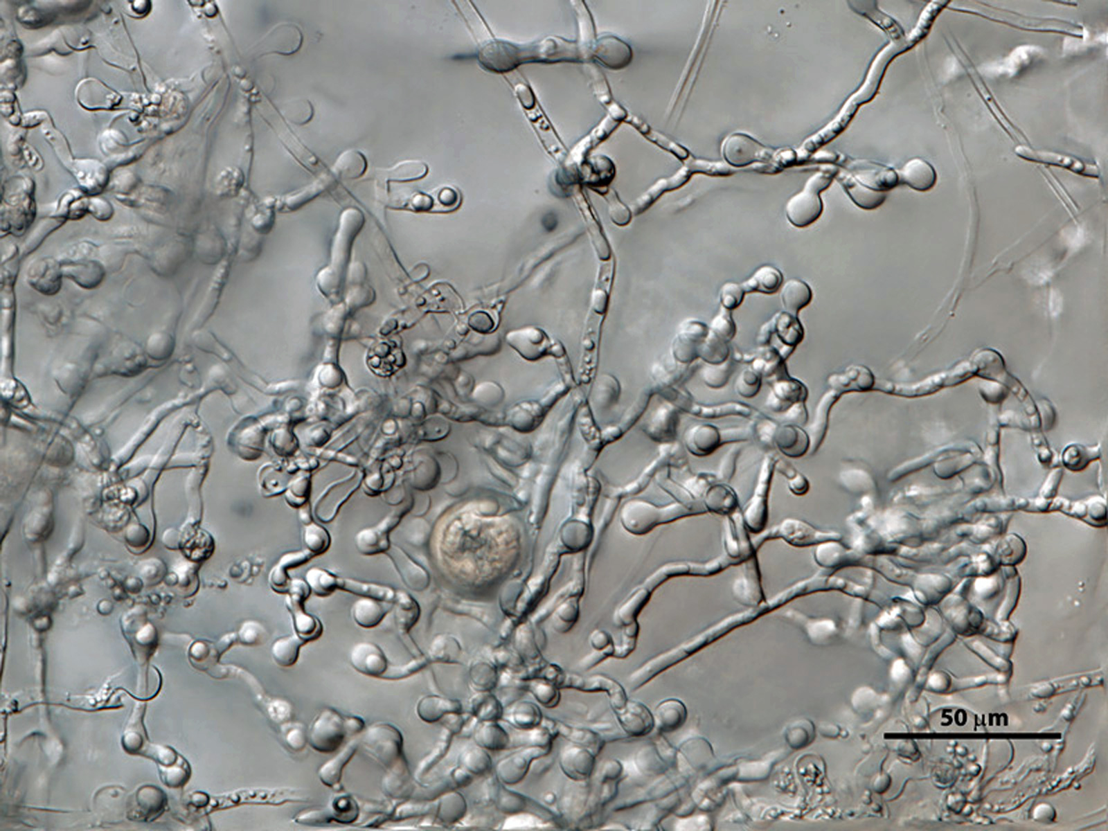 Phytophthora humicola | IDphy