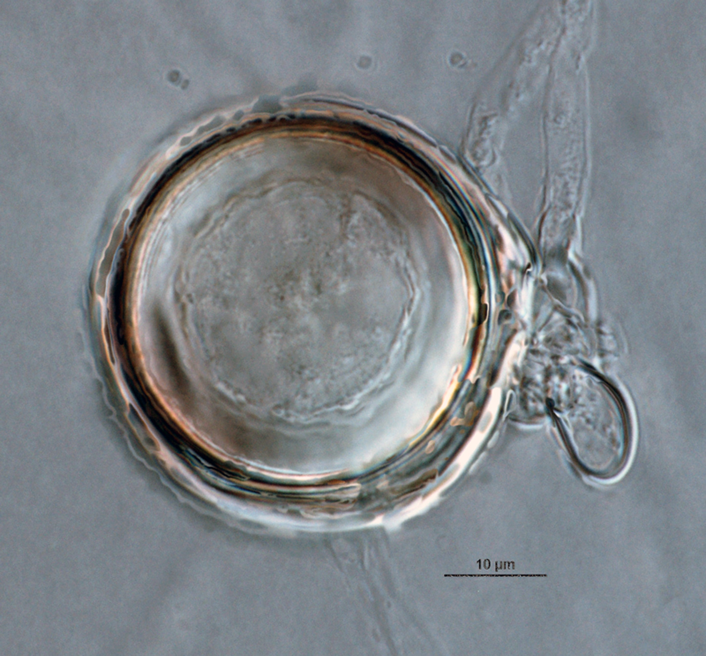 Phytophthora humicola | IDphy