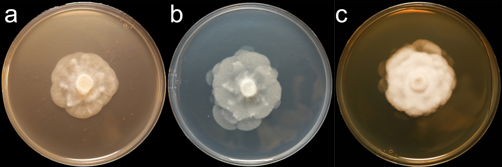 Phytophthora litoralis | IDphy