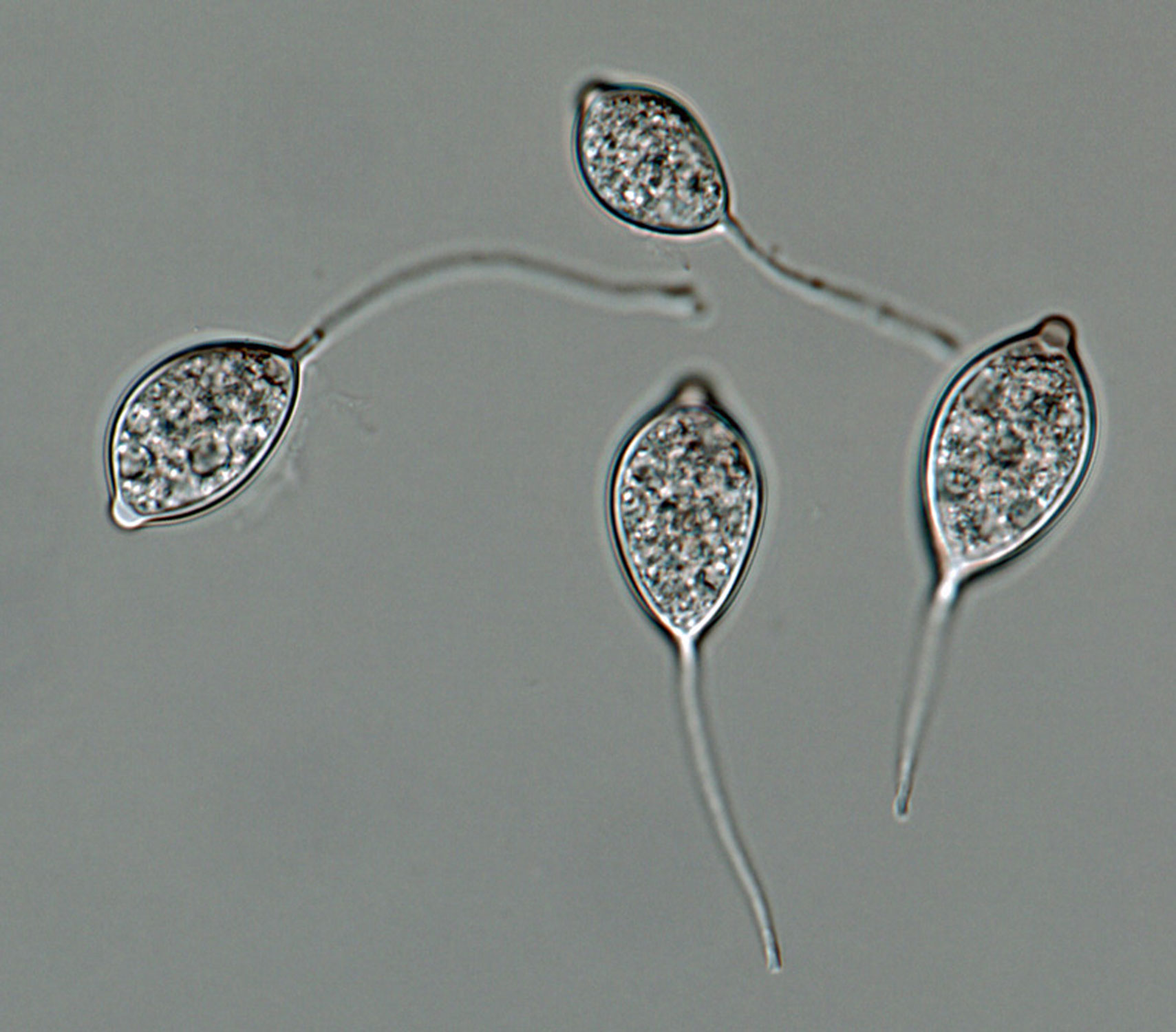 Phytophthora morindae | IDphy