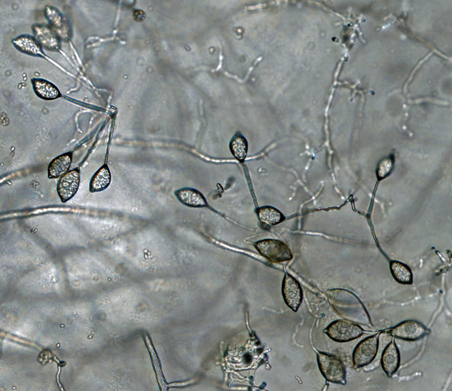 Phytophthora morindae | IDphy