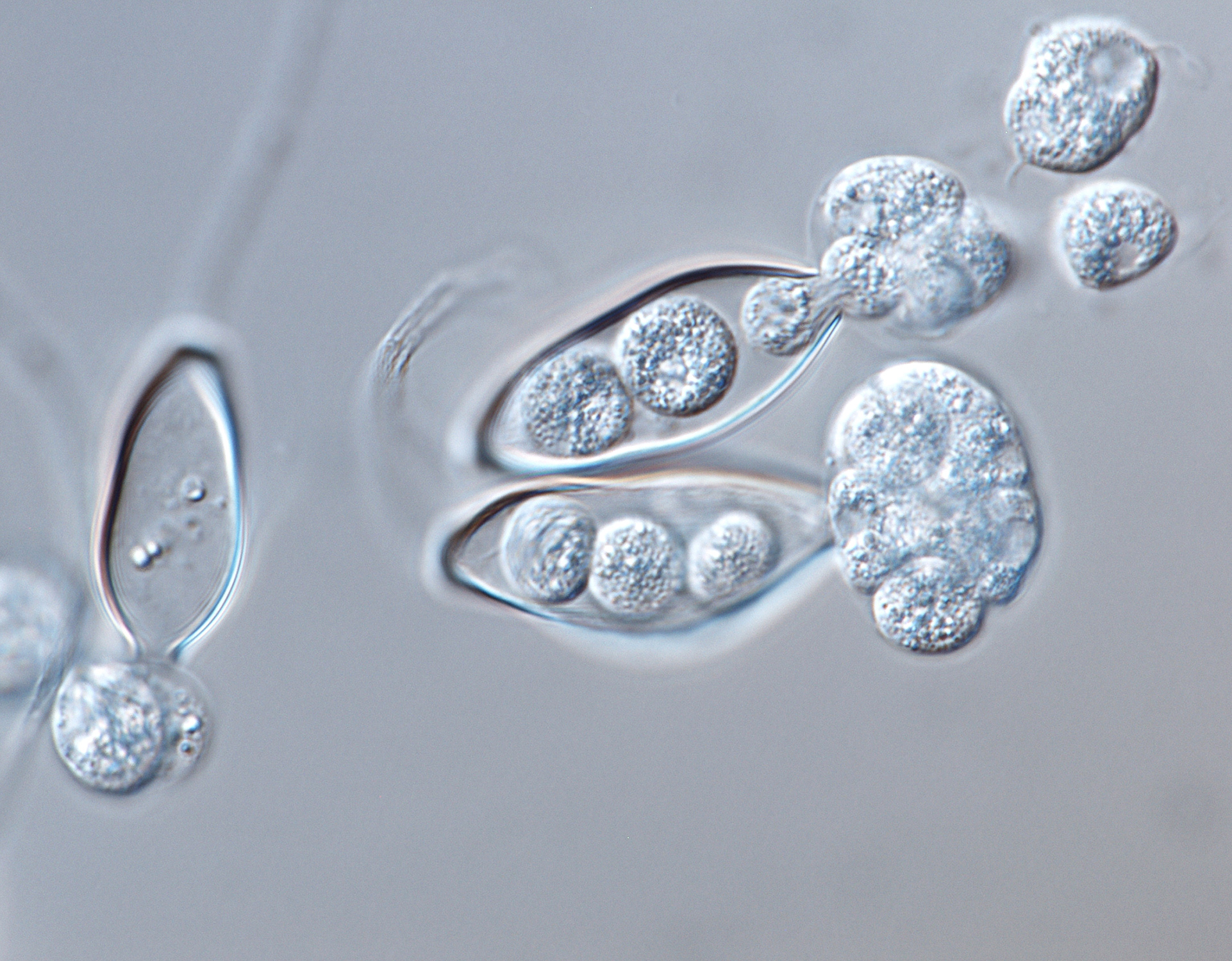 Phytophthora tropicalis | IDphy