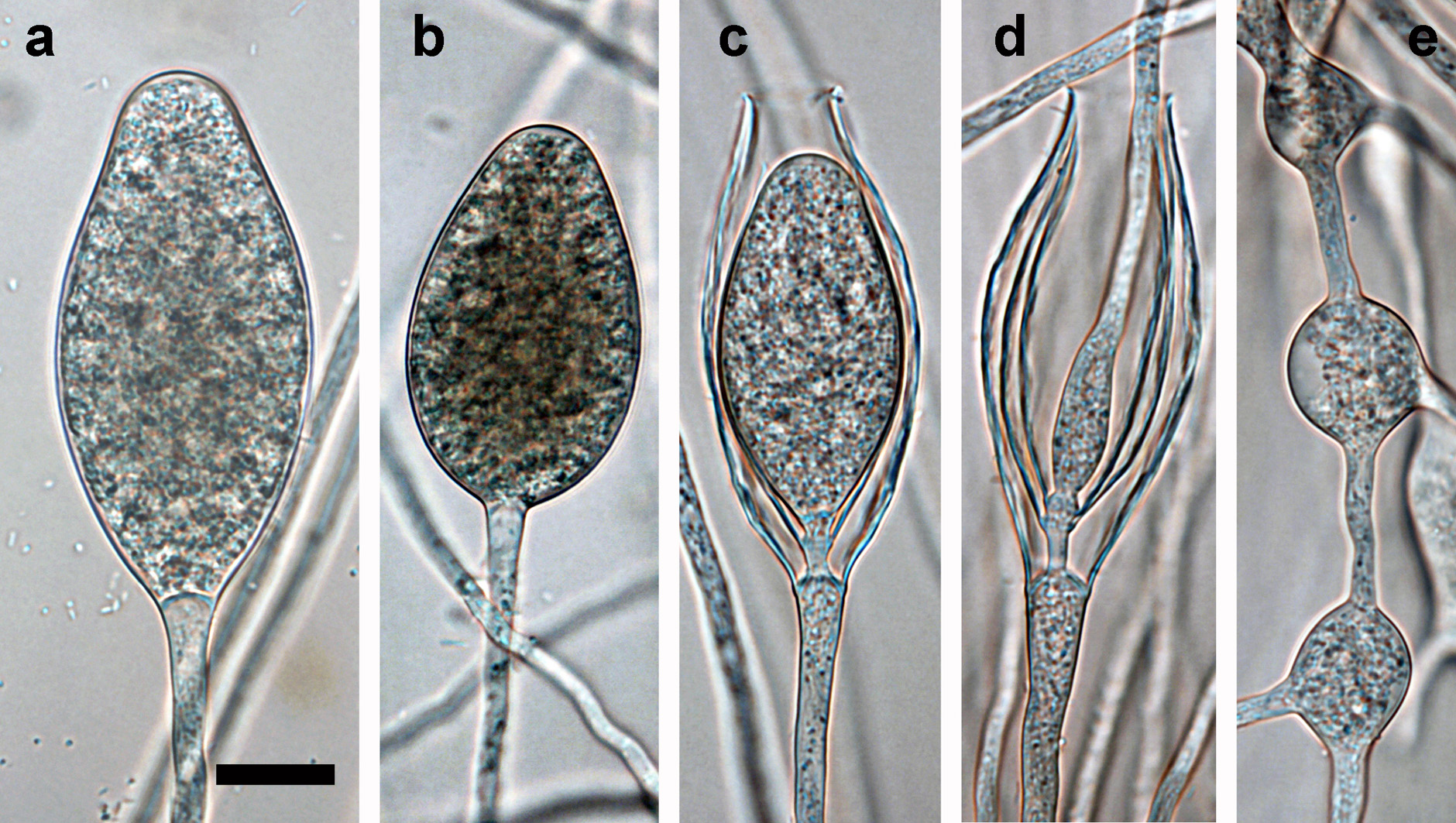 Phytophthora amnicola | IDphy